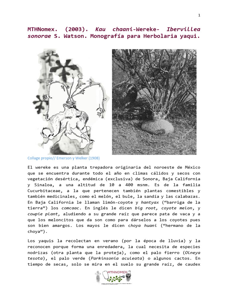 El Wereke Ibervillea Sonorae | PDF
