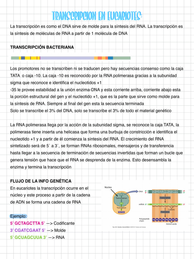 Genet Ttttt | PDF | Traducción (biología) | Rna