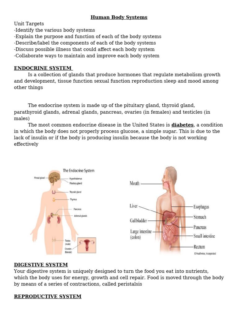 Human Body Systems Student Set | PDF | Human Body | Muscle