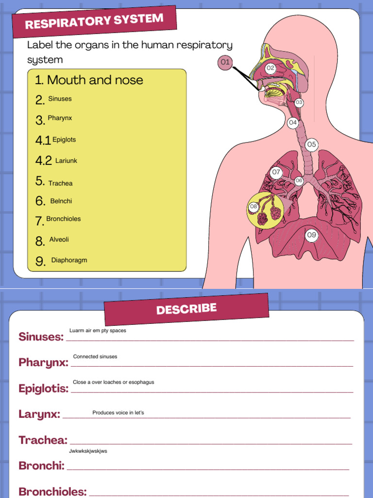 Respiratory System - Parts | PDF