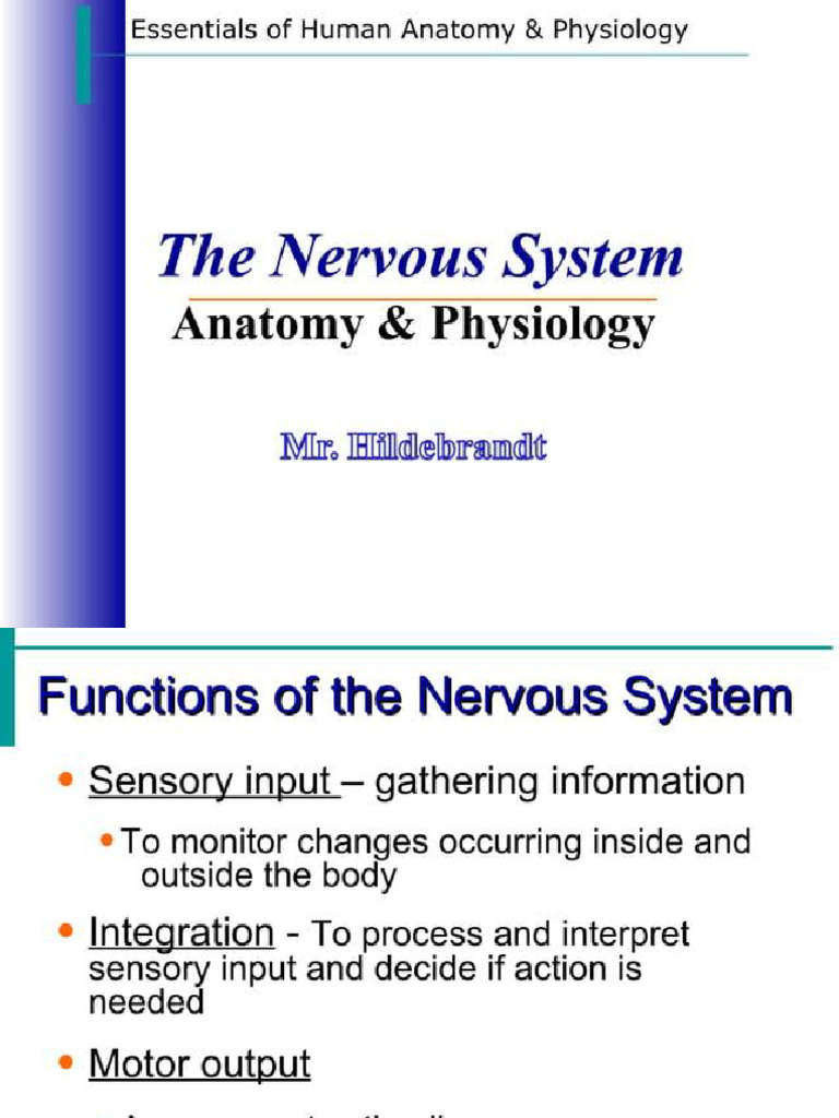 Nervous System Notes | PDF