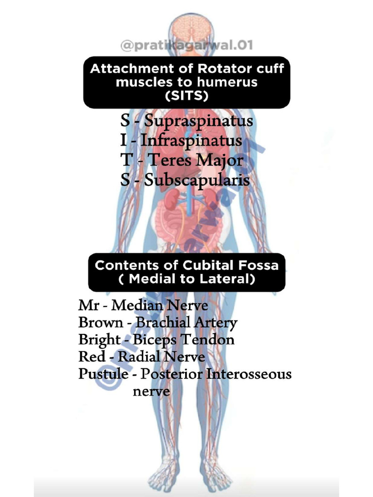 Anatomy Mnemonics 1 | PDF