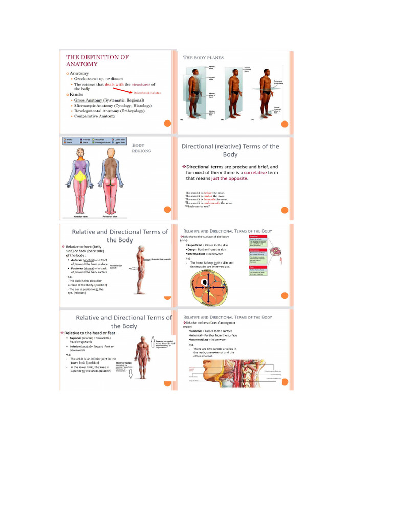 Anatomical Position S | PDF