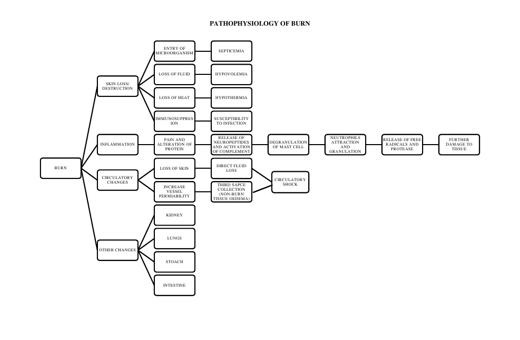 Burn Pathophysiology Flow Chart | PDF | Politics | Science & Mathematics