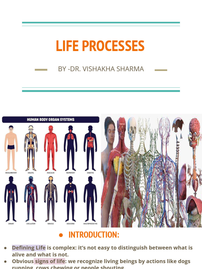 Life Processes | PDF | Digestion | Stomach