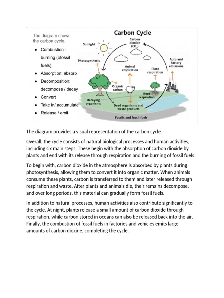 The Diagram Provides A Visual Representation of Carbon Cycle | PDF