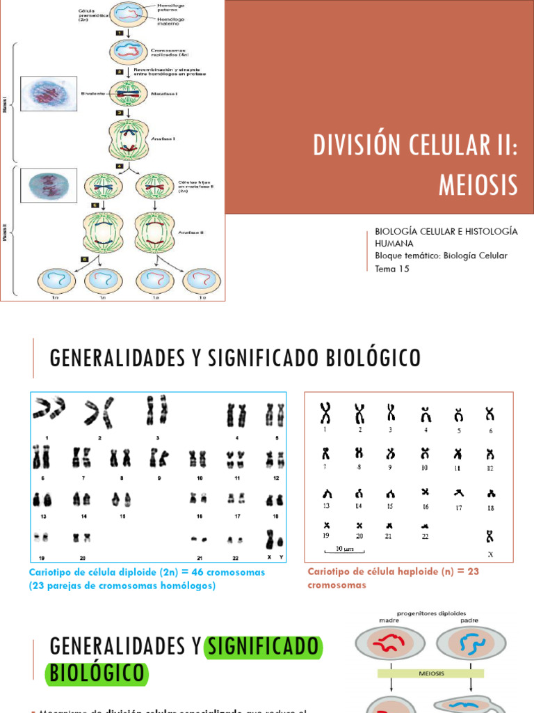 Tema 15 - División Celular II - Meiosis | PDF | Mitosis | Biología Celular