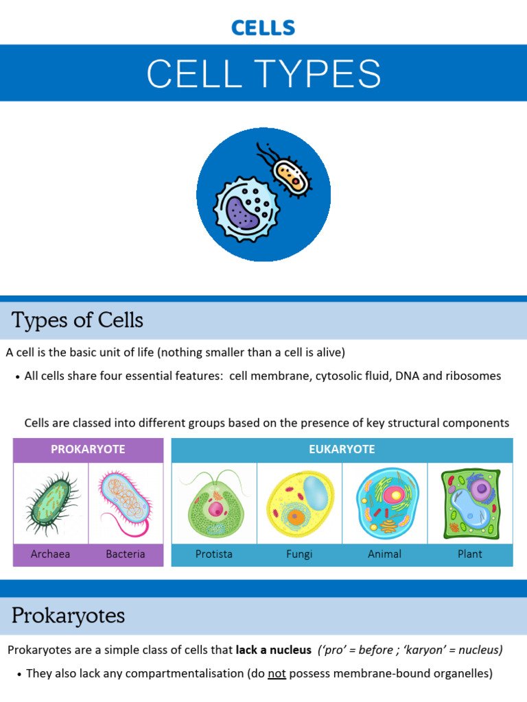 Basic Cell Structure 8th | PDF | Cell (Biology) | Eukaryotes