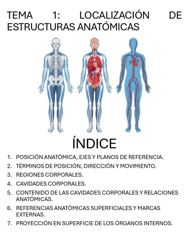 anatomía: localización de estructuras anatómicas | PDF | Intestino ...