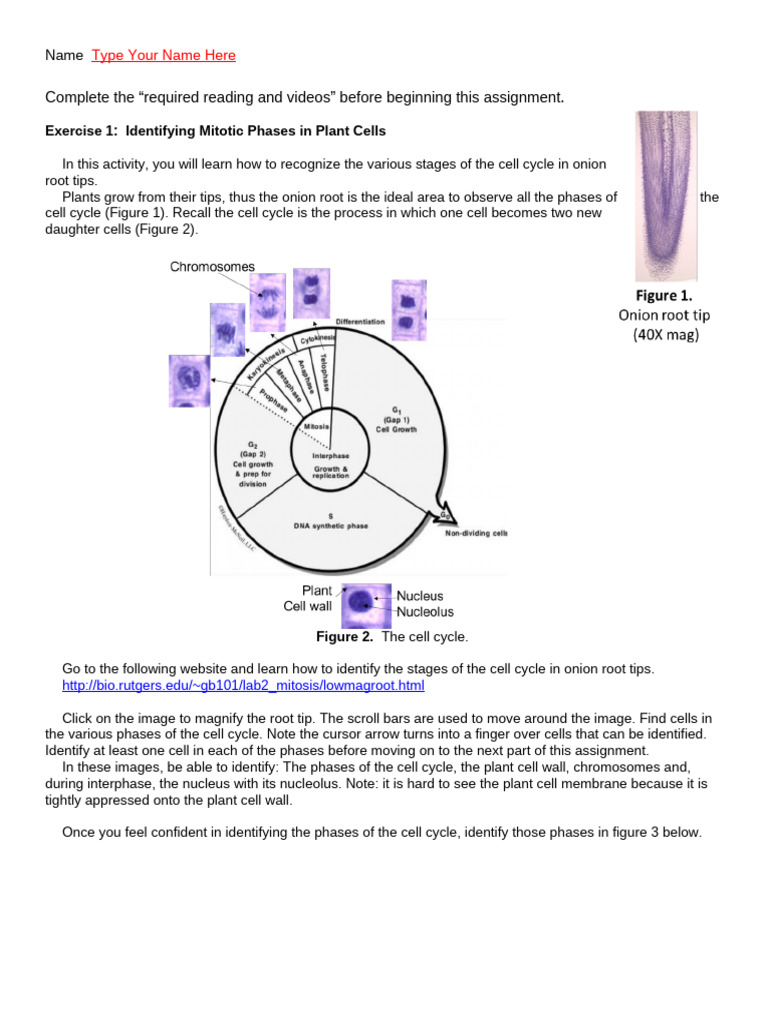 Cell Cycle in Plants and Animals Assignment 1-3 | PDF | Mitosis | Cell ...