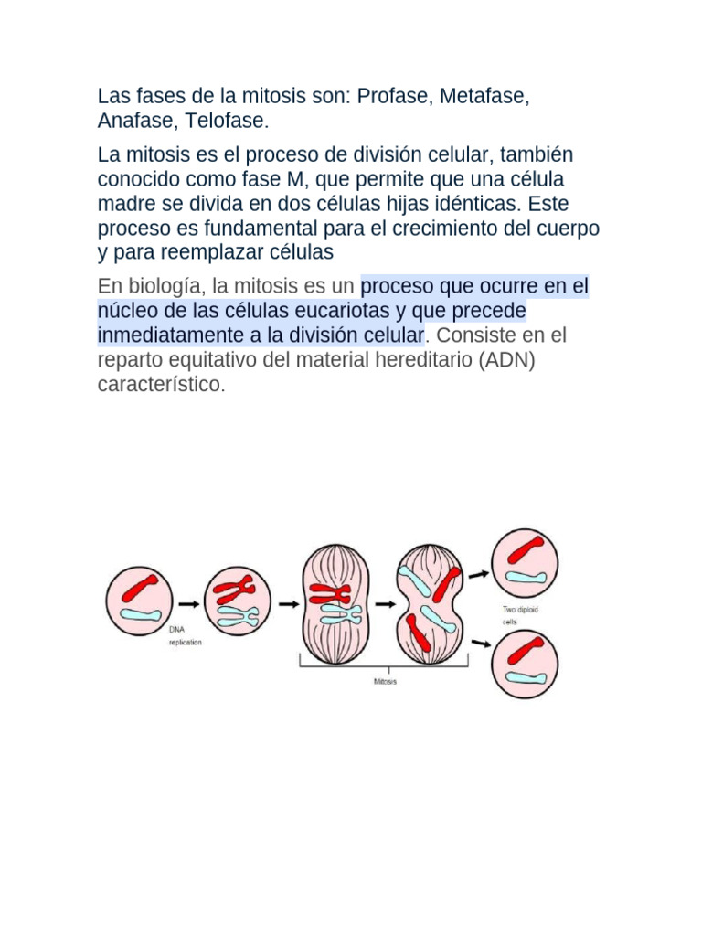Mitosis | PDF