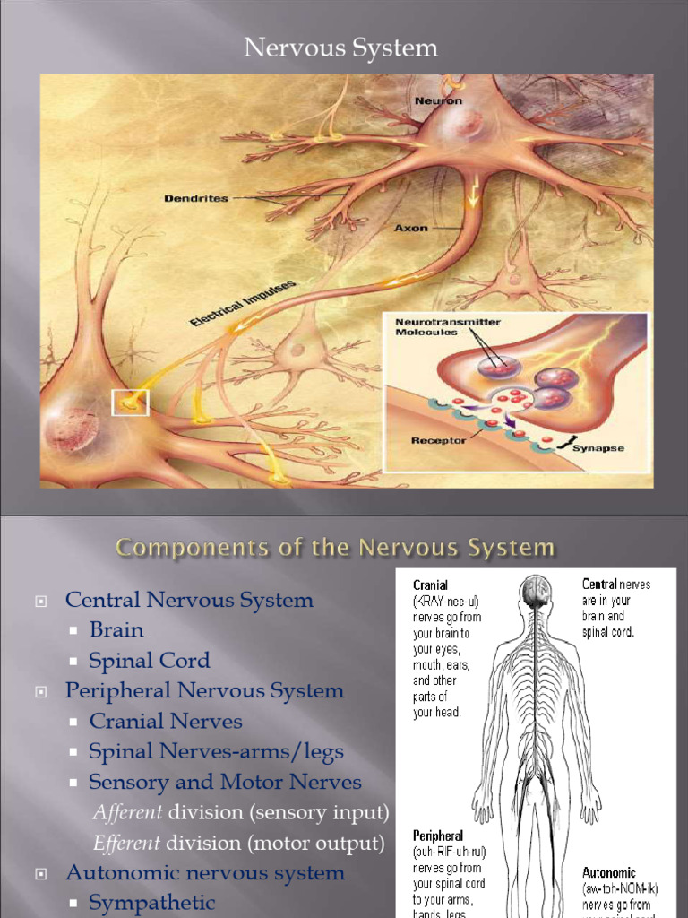 NervousSystem Review Anaphy | PDF | Nervous System | Motor Neuron