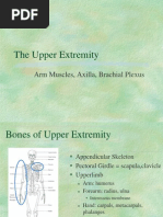 Membrum Superius (Forearm - Hand) | PDF | Thumb | Limbs (Anatomy)