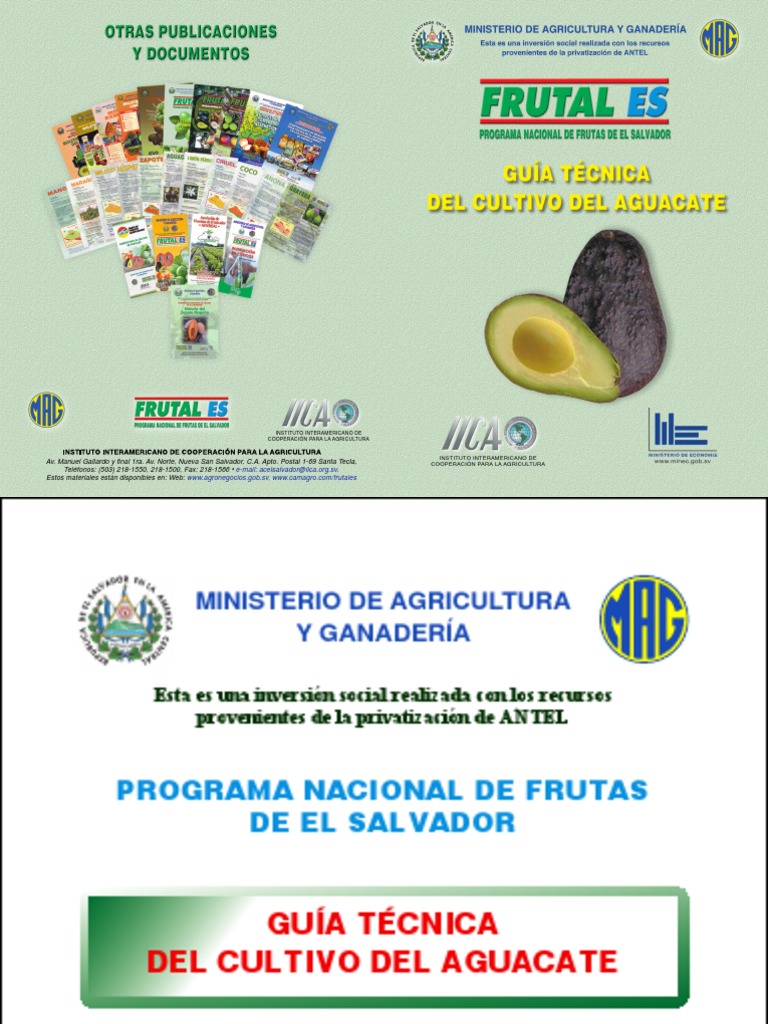 IICA. Guía Técnica Del Cultivo de Aguacate | PDF | Aguacate | Fruta