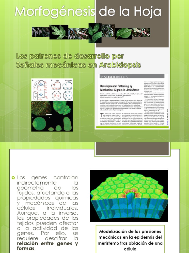 Morfogénesis de la Hoja | Morfogénesis | Biología Celular)