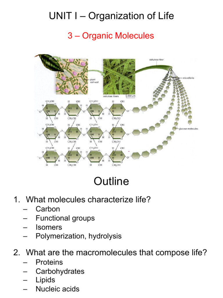 Lecture3-Organic Molecules | PDF