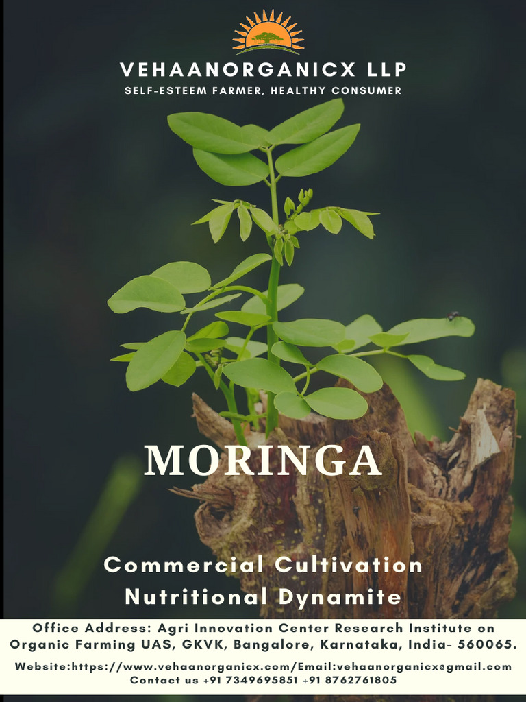 Moringa English PDF | PDF
