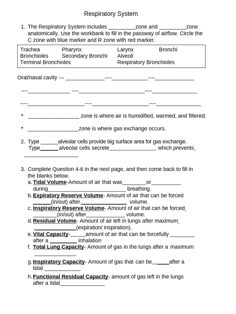 Respiratory System Activity | PDF | Respiratory Tract | Lung