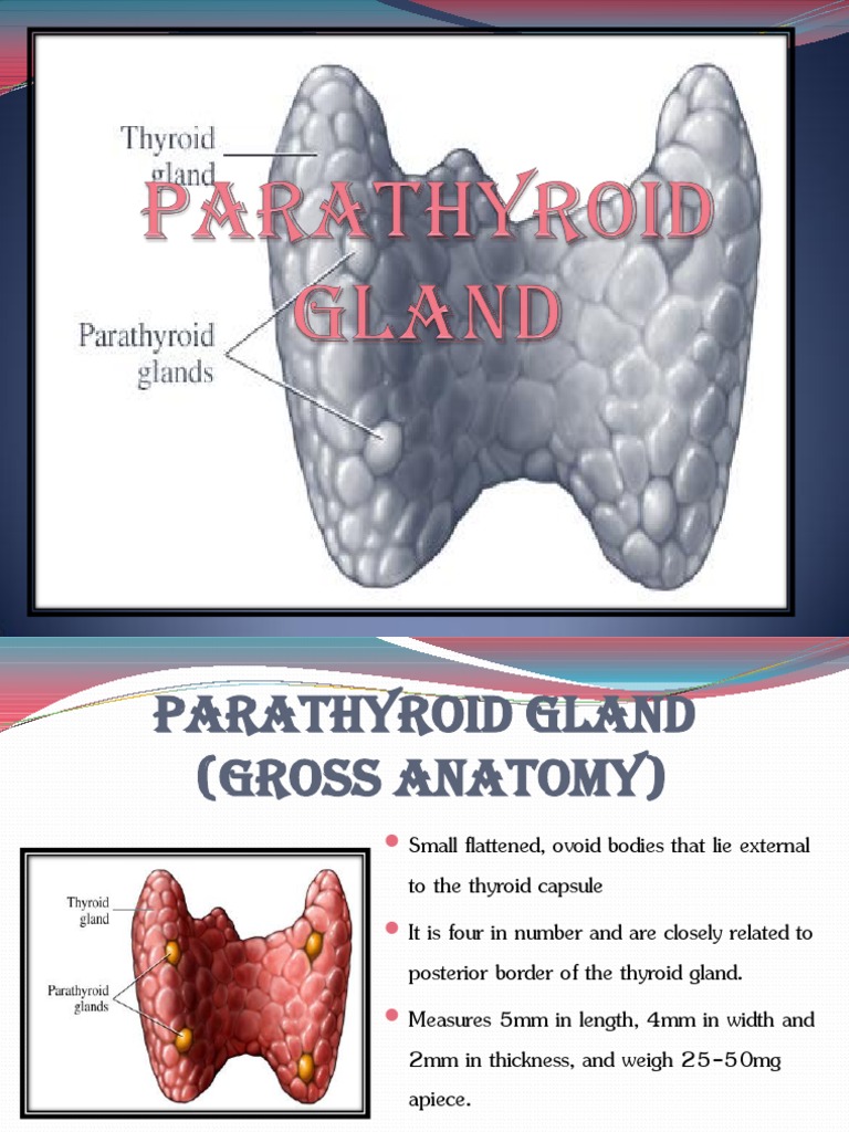 Parathyroid Gland Anatomy Overview | PDF | Parathyroid Gland | Human ...