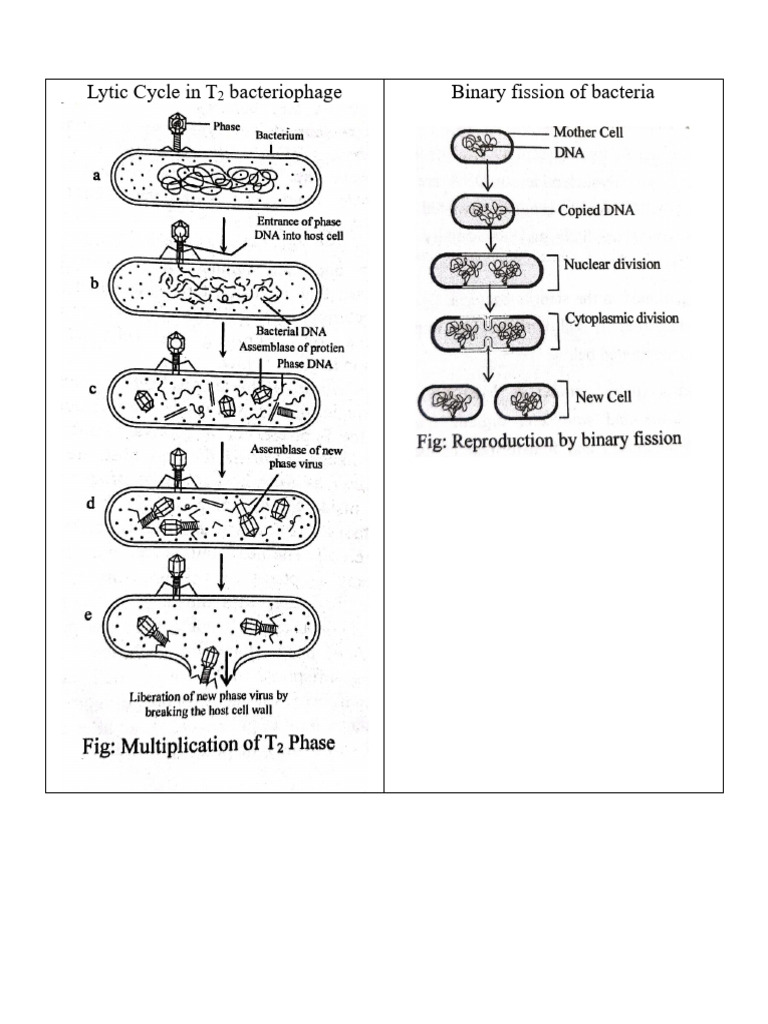 Figure of Lytic Cycle & Binary Fission | PDF