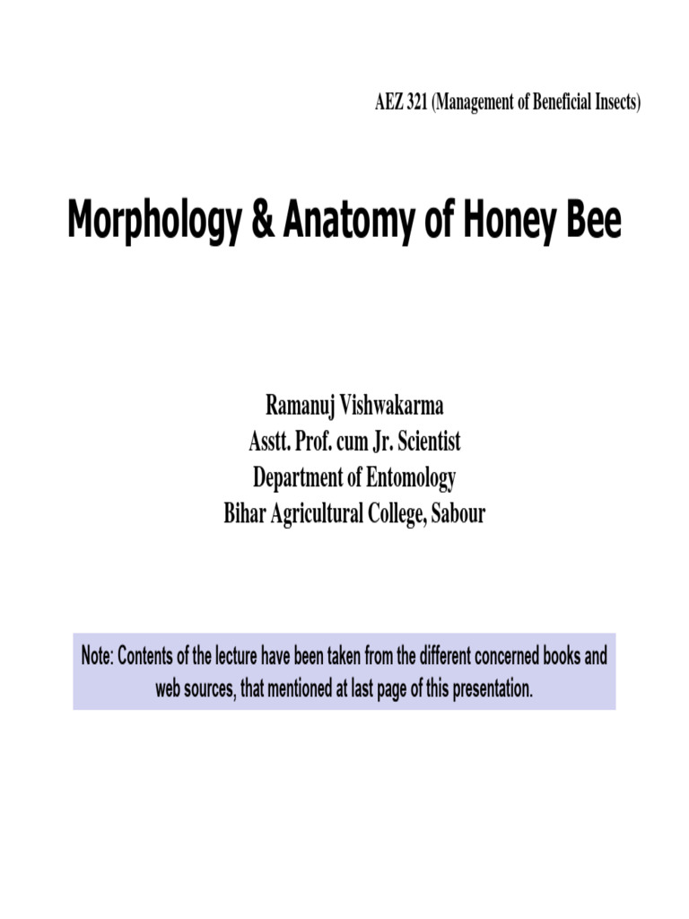 Morphology and Anatomy of Honey Bee | PDF | Honey Bee | Insects