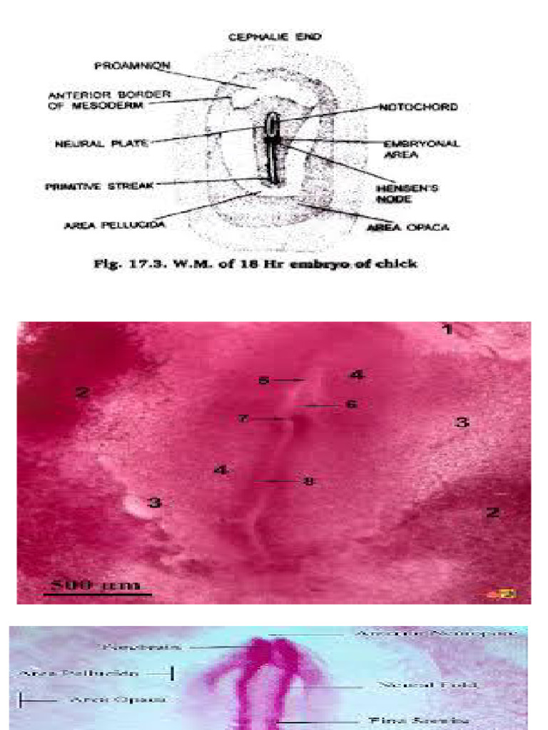 Chick Embryo Slides | PDF