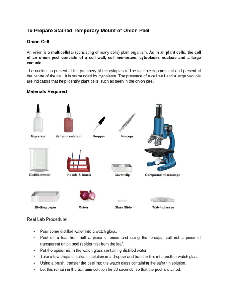 To Prepare Stained Temporary Mount of Onion Peel | PDF | Staining ...