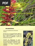 Tipos Inflorescencias | PDF | Flores | Morfología Vegetal