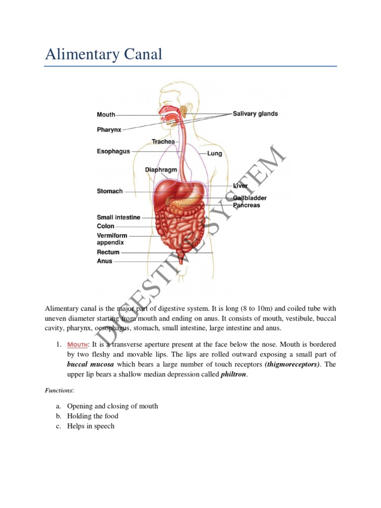 Digestive System (Alimentary Canal + Digestive Glands + Digestive ...