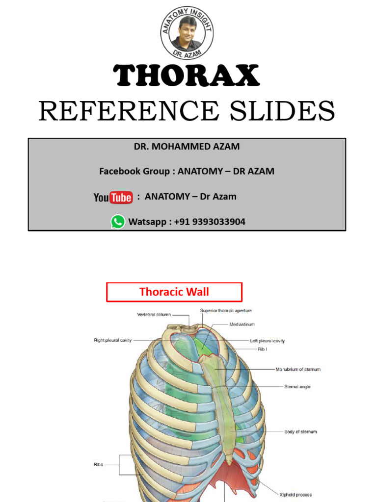 Thorax | PDF