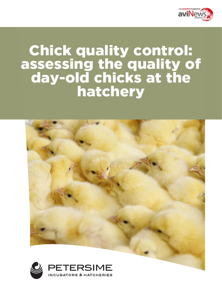 Chick Quality Control at Hatchery | PDF | Birds | Chicken