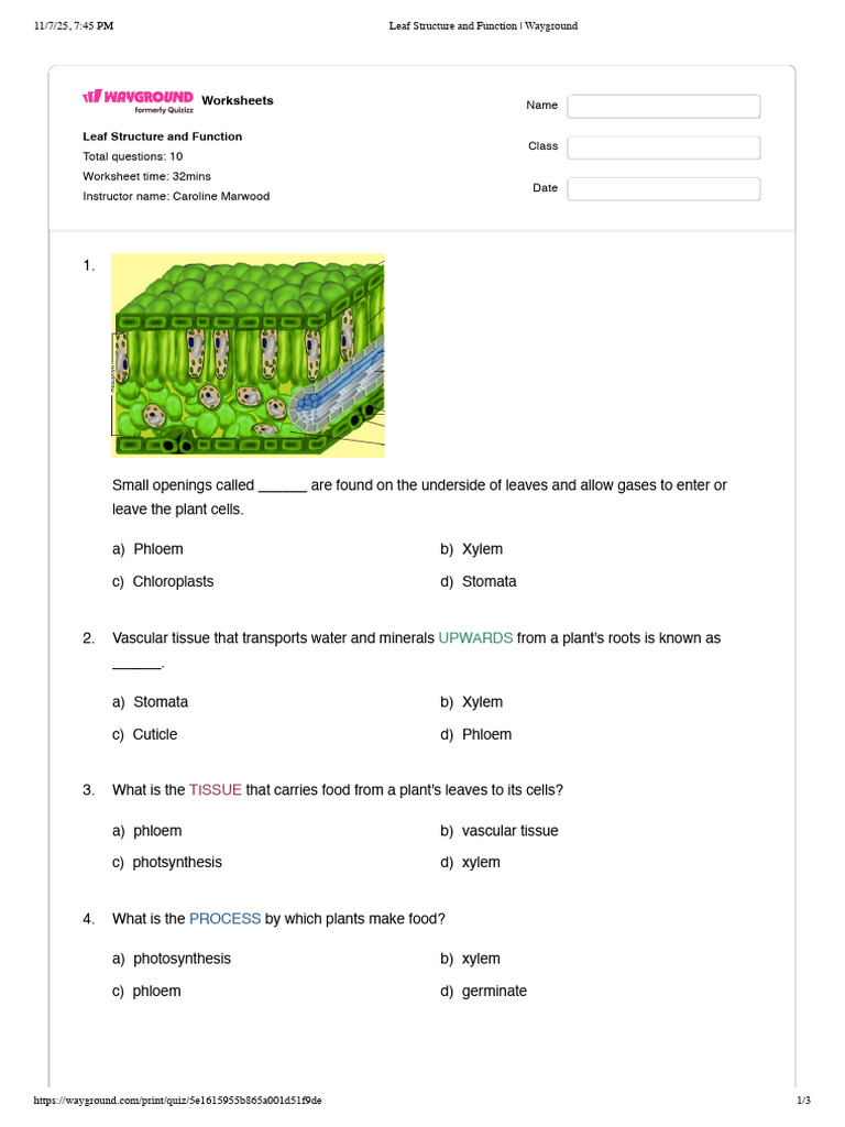 Leaf Structure and Function - Wayground | PDF | Leaf | Photosynthesis