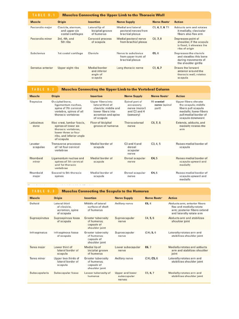 Anatomy Important Notes 2 | PDF