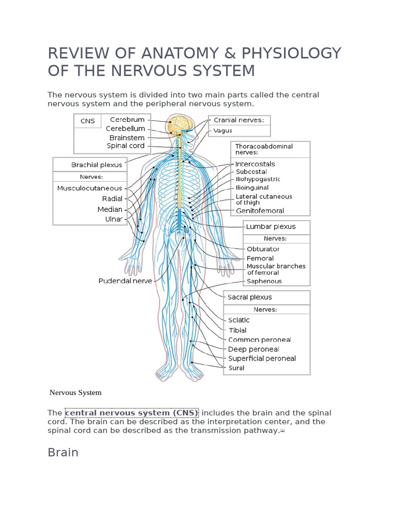 Review of Anatomy Neuro System | PDF | Neurotransmitter | Headache