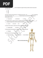 Skeletal System Worksheet1 | PDF | Arm | Shoulder