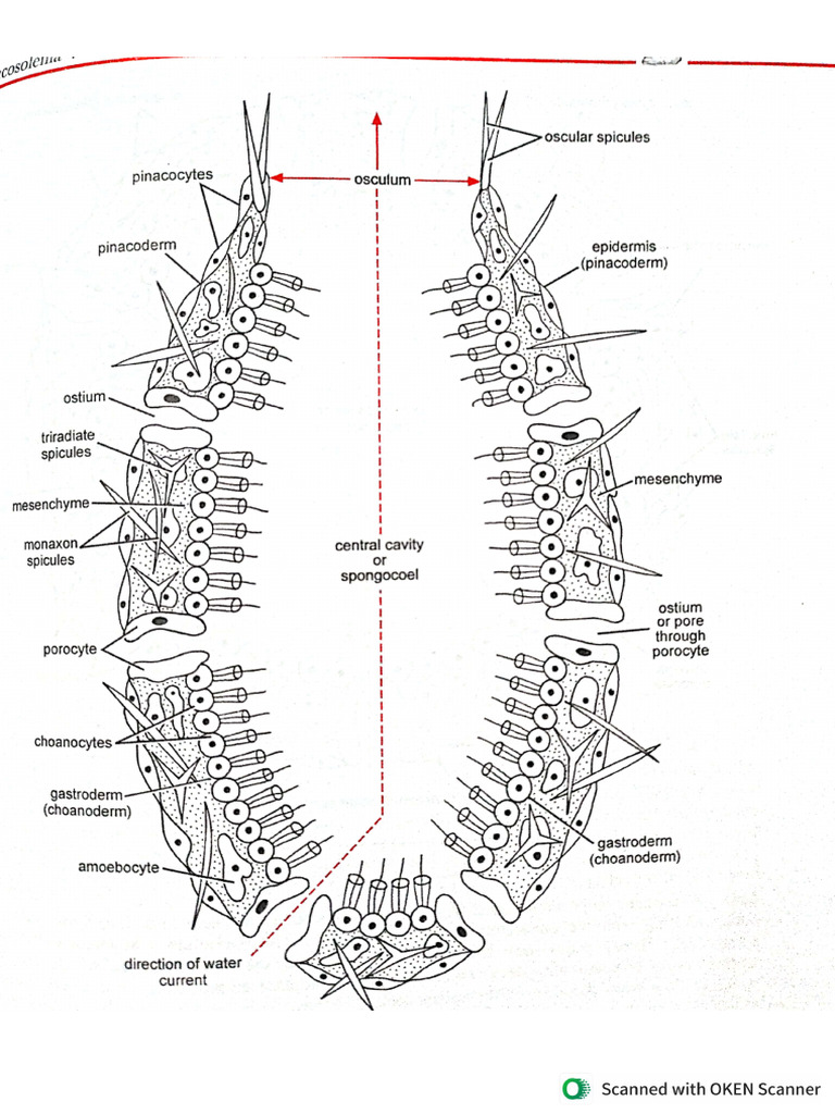 Clear Structures | PDF