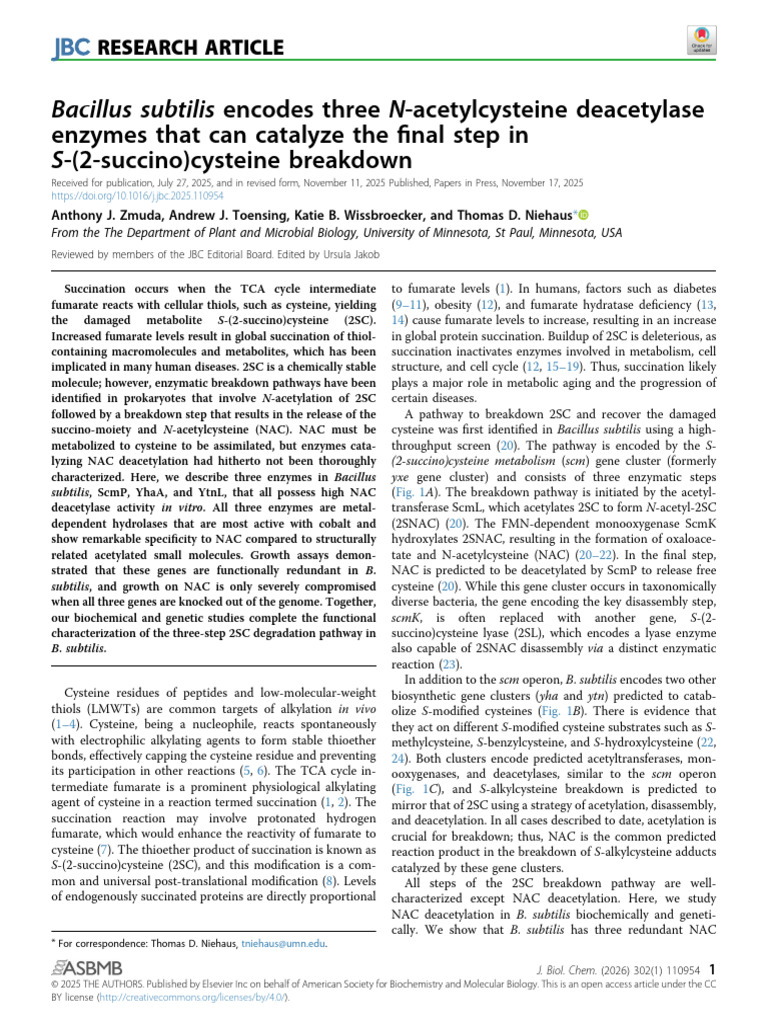 Bacillus Subtilis Encodes Three N Acetylcysteine D | PDF | Gene | Chemistry