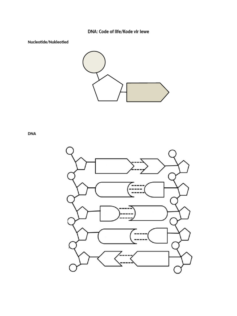 DNA Blank Templates | PDF