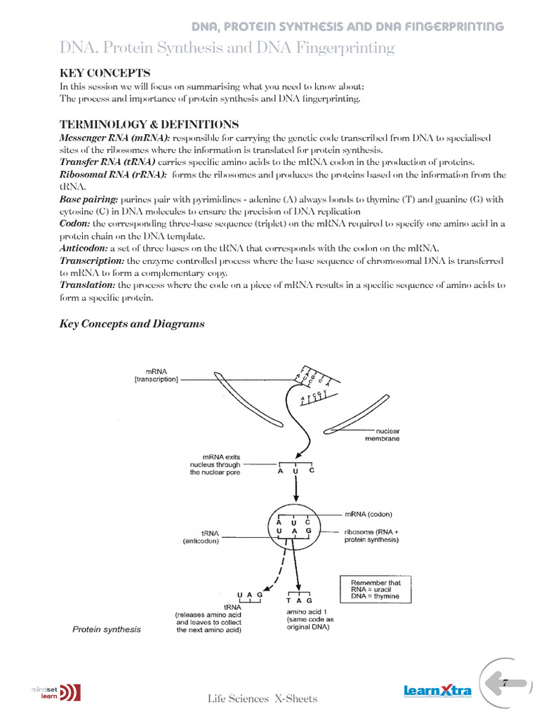 02 - Protein Synthesis and DNA Fingerprinting (1884 - Pdoc) | PDF ...