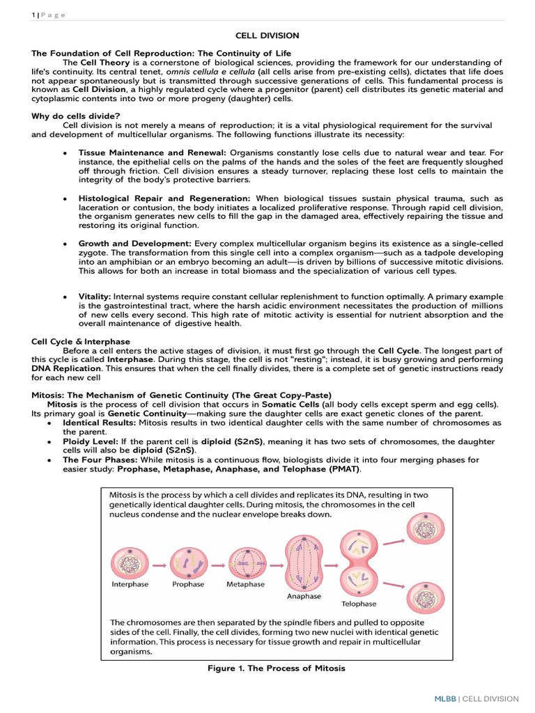 Activity 1 Cell Mitosis and Meiosis | PDF | Meiosis | Mitosis
