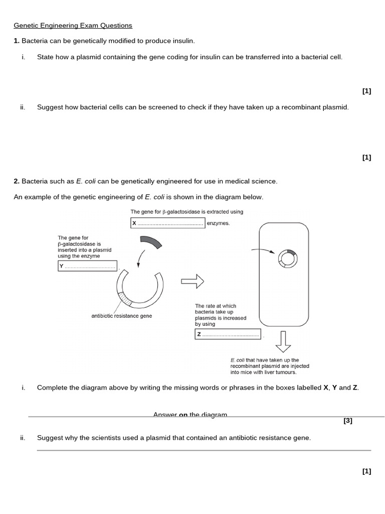 Genetic - Engineering Exam Questions | PDF | Genetic Engineering ...