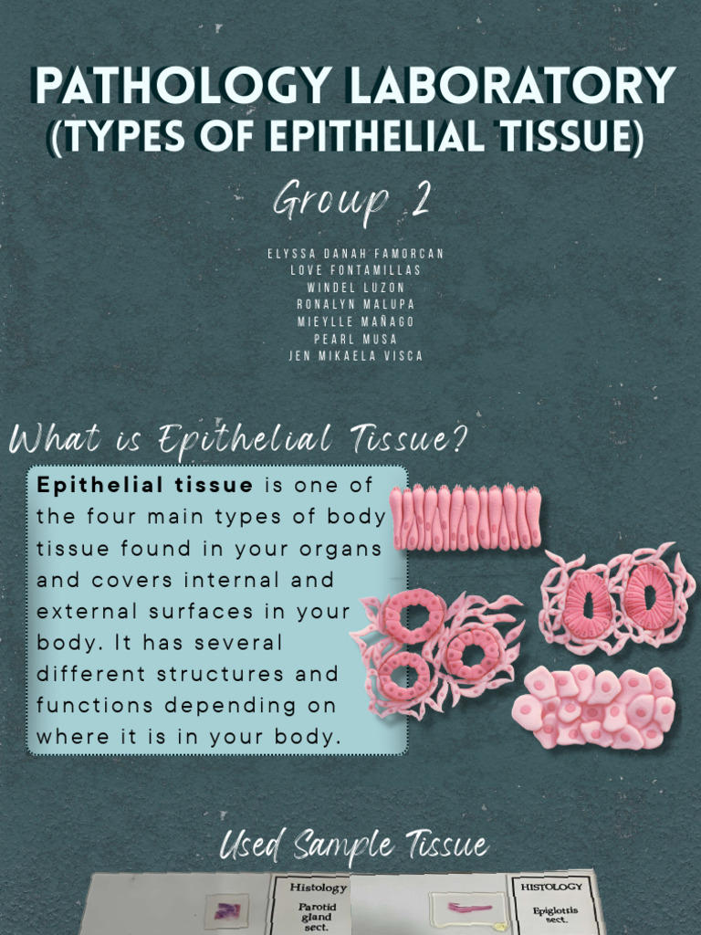 G2 Epithelial Compressed | PDF | Epithelium | Tissue (Biology)