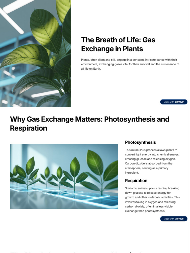 The Breath of Life Gas Exchange in Plants (1) | PDF | Stoma | Water