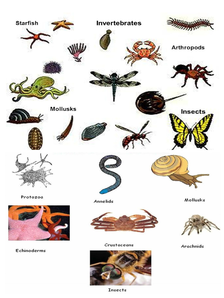 Invertebrates | PDF