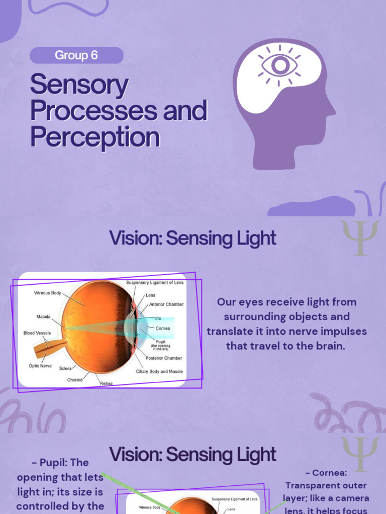 Group 6 - Sensory Processes & Perception | PDF | Eye | Color