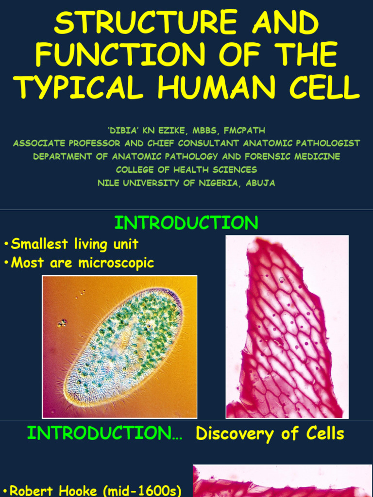 STRUCTURE AND FUNCTION OF THE TYPICAL HUMAN CELL | PDF | Endoplasmic ...