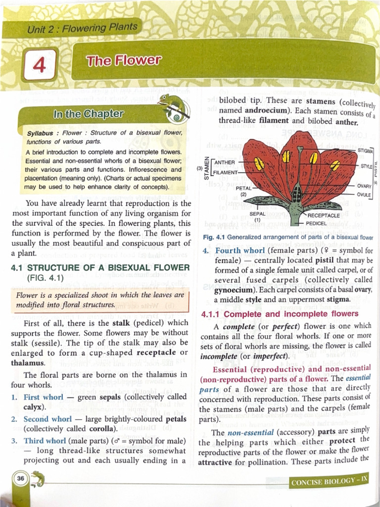 04 - The Flower | PDF
