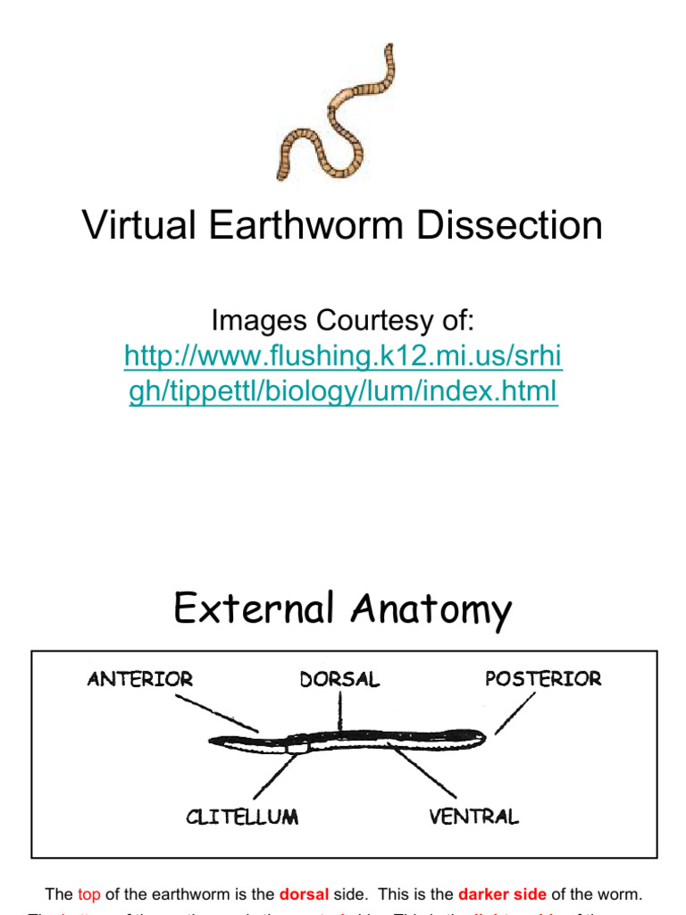 Virtual Earthworm Dissection - PPT | PDF | Gastrointestinal Tract | Biology