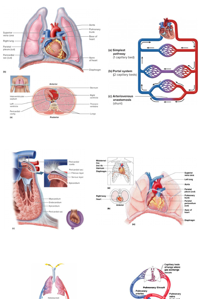 Anat 1052 Unit 4 Circulatory System Winter 2025 | PDF