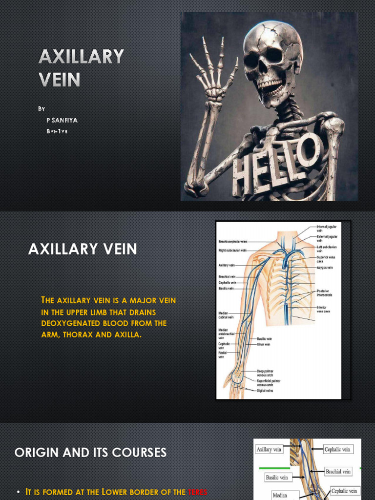 Axillary Vein | PDF